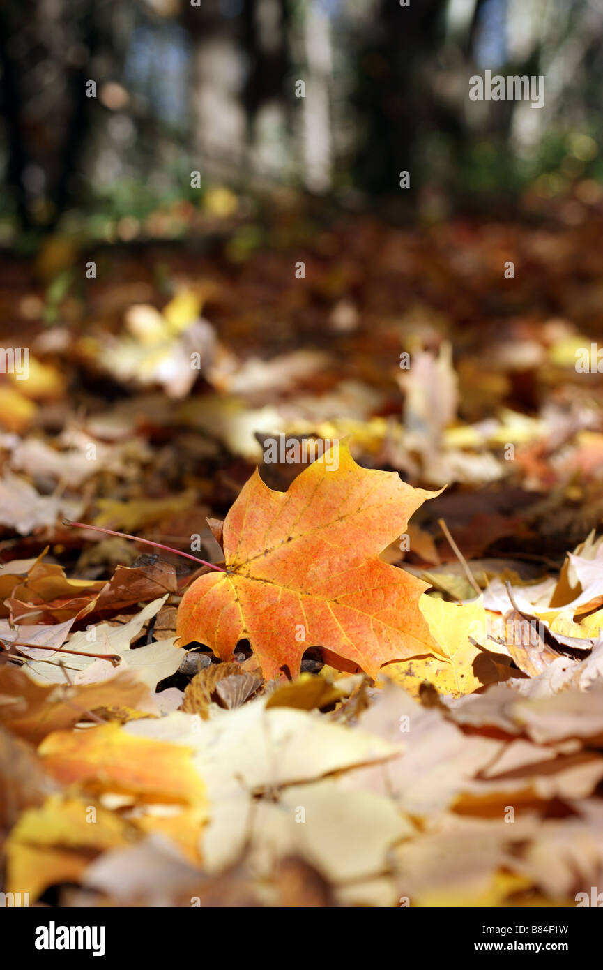 Leaves on path hi-res stock photography and images - Alamy
