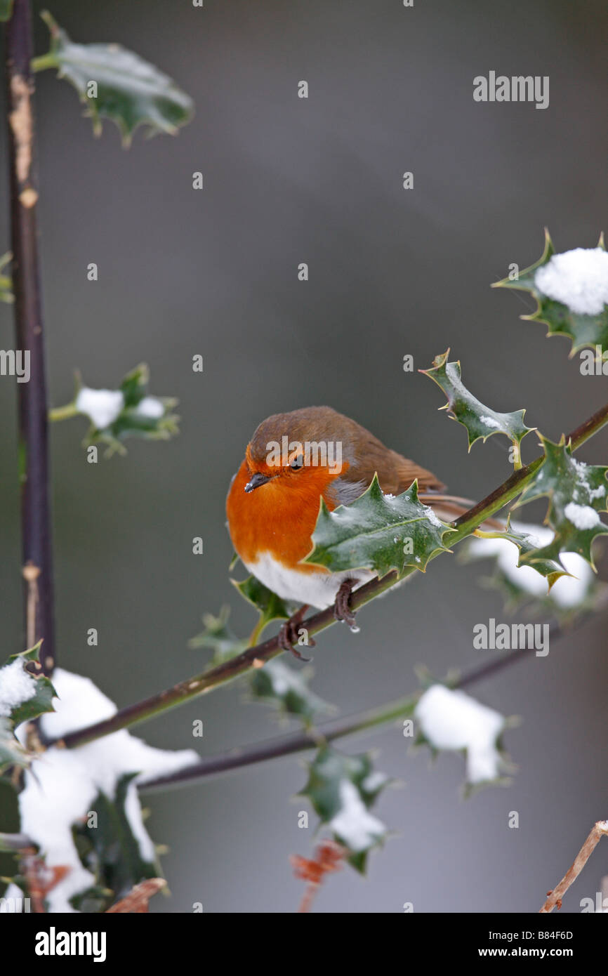 Robin on holly hi-res stock photography and images - Alamy