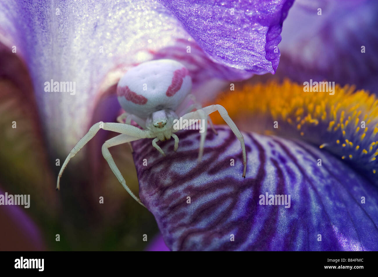 Crab spider hi-res stock photography and images - Alamy
