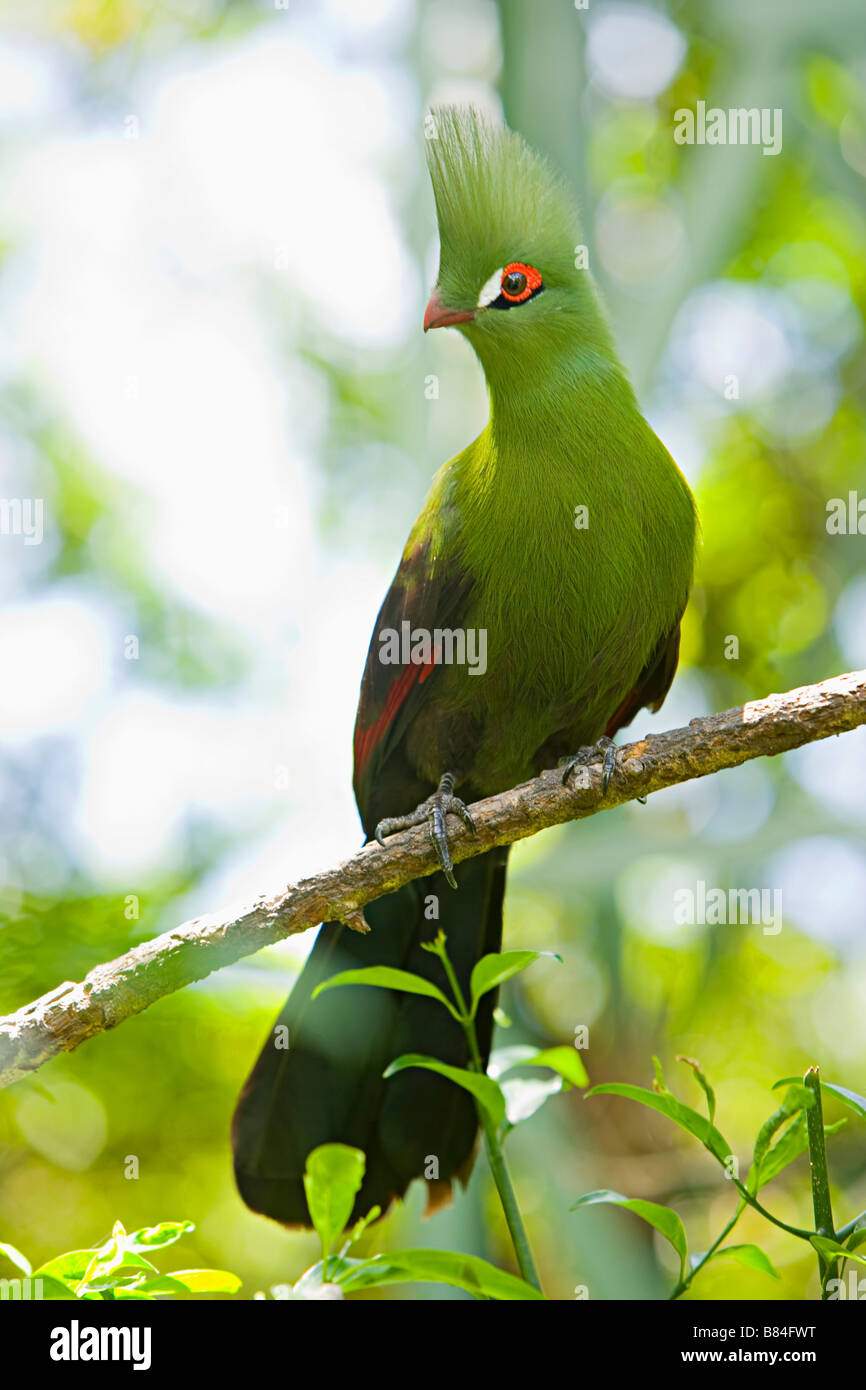Green Turaco ( Turaco Persa Buffoni Stock Photo - Alamy