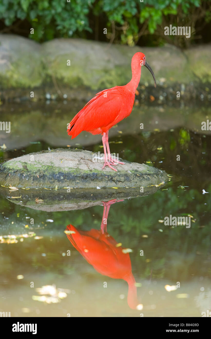 Ibis rock hi-res stock photography and images - Alamy