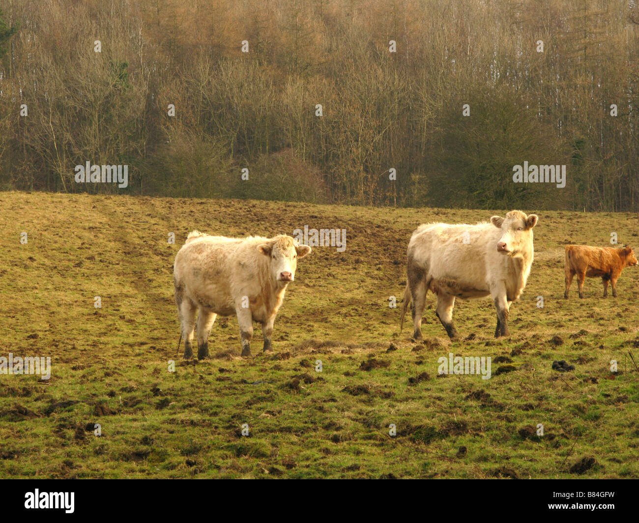 Muddy cow field hi-res stock photography and images - Alamy