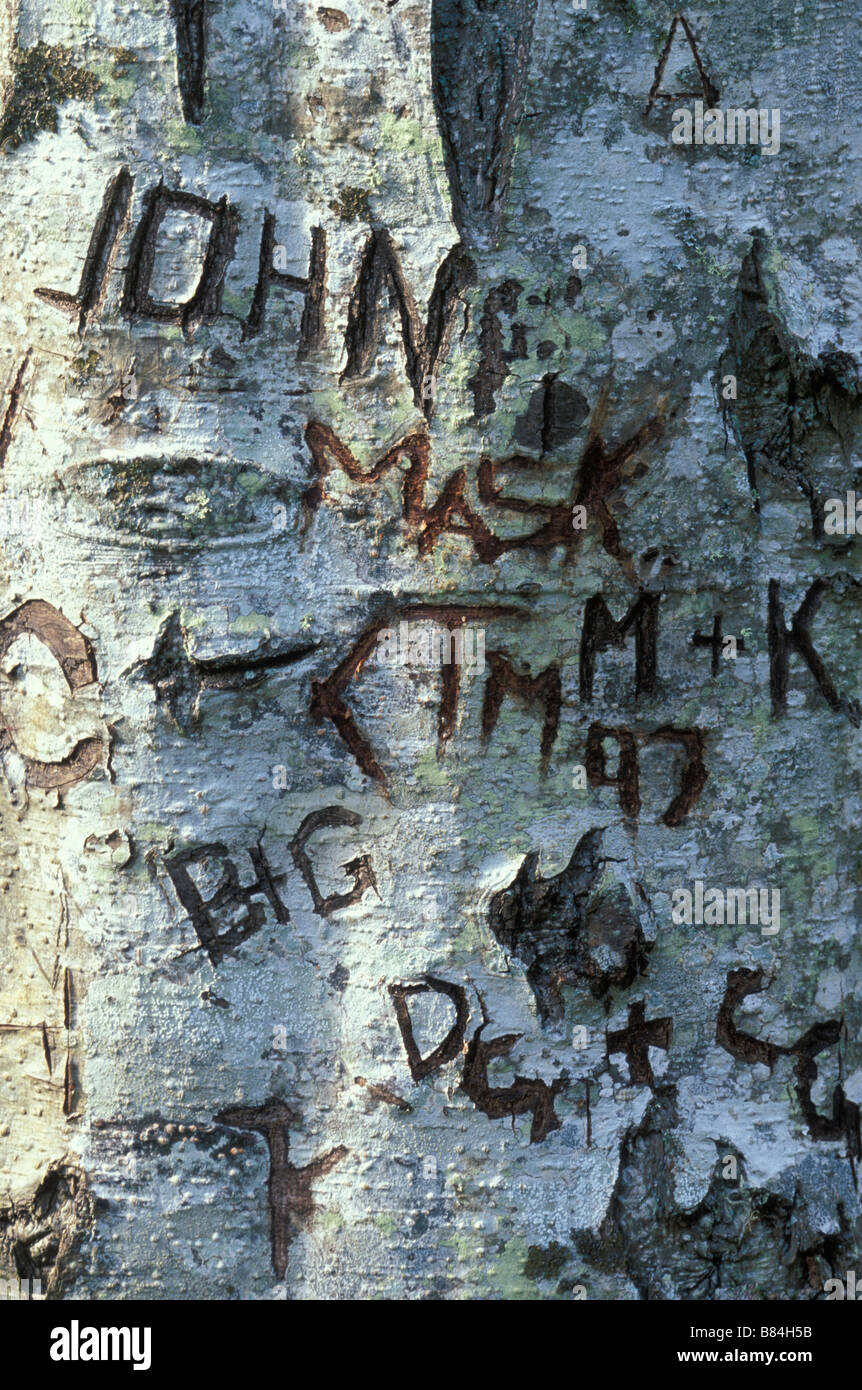 Initials Carved Tree Carving High Resolution Stock Photography and ...