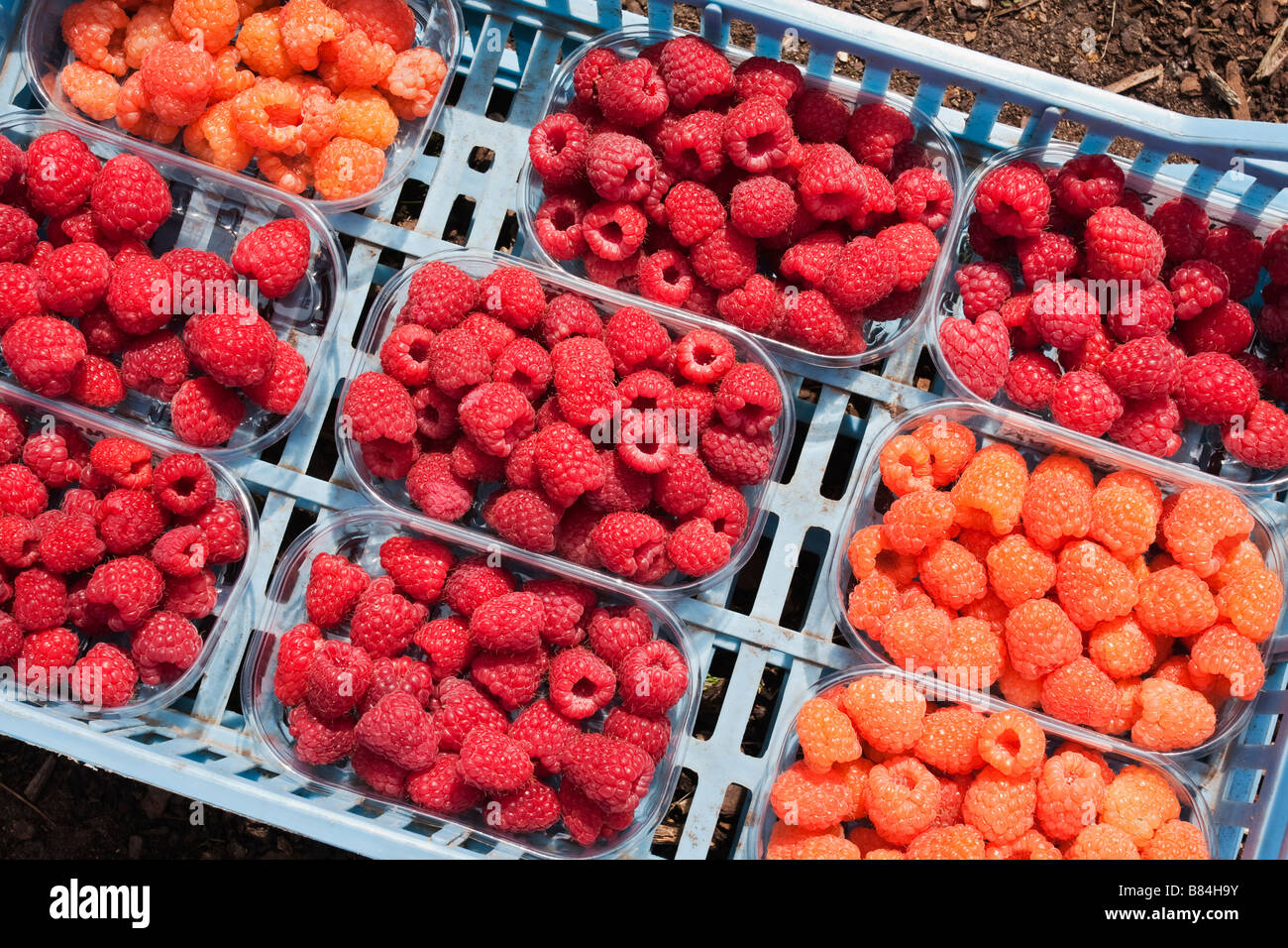 Raspberry varieties High Resolution Stock Photography and Images - Alamy