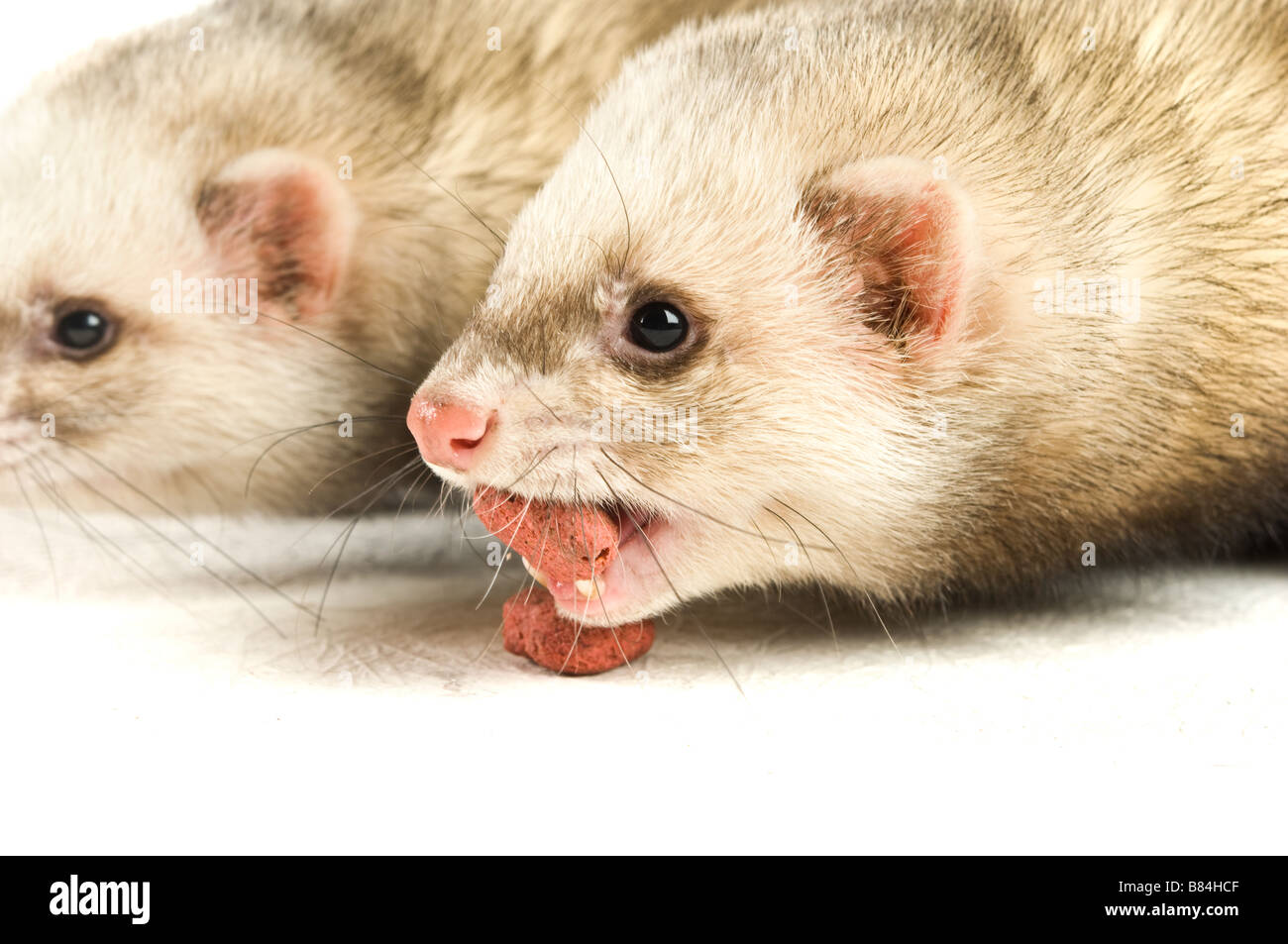 Isolated ferret hi-res stock photography and images - Alamy