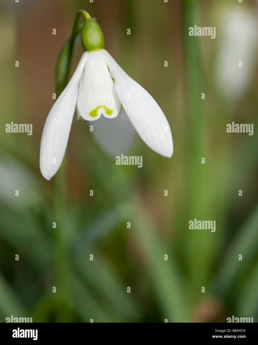 Snowdrops in march hi-res stock photography and images - Alamy