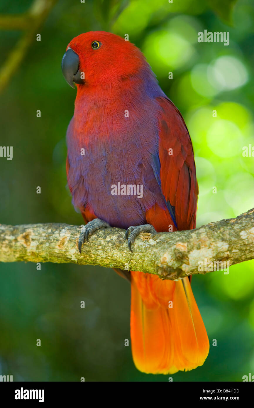 Solomon Eclectus Parrot ( Edectus Roratus Solomonensis ) from New ...
