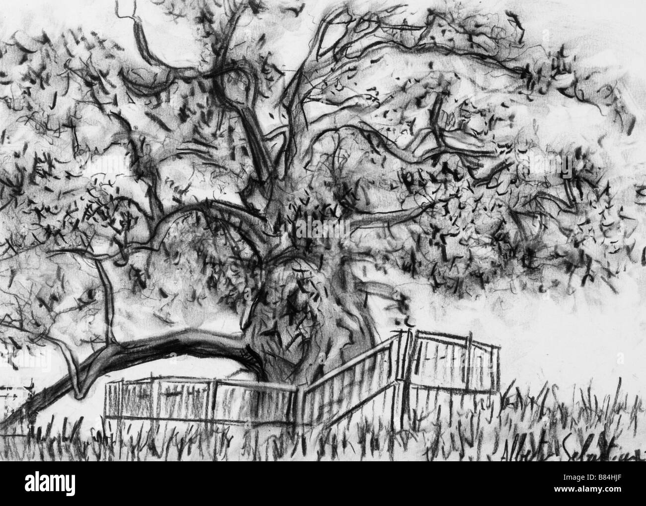 Oak tree drawing hi-res stock photography and images - Alamy