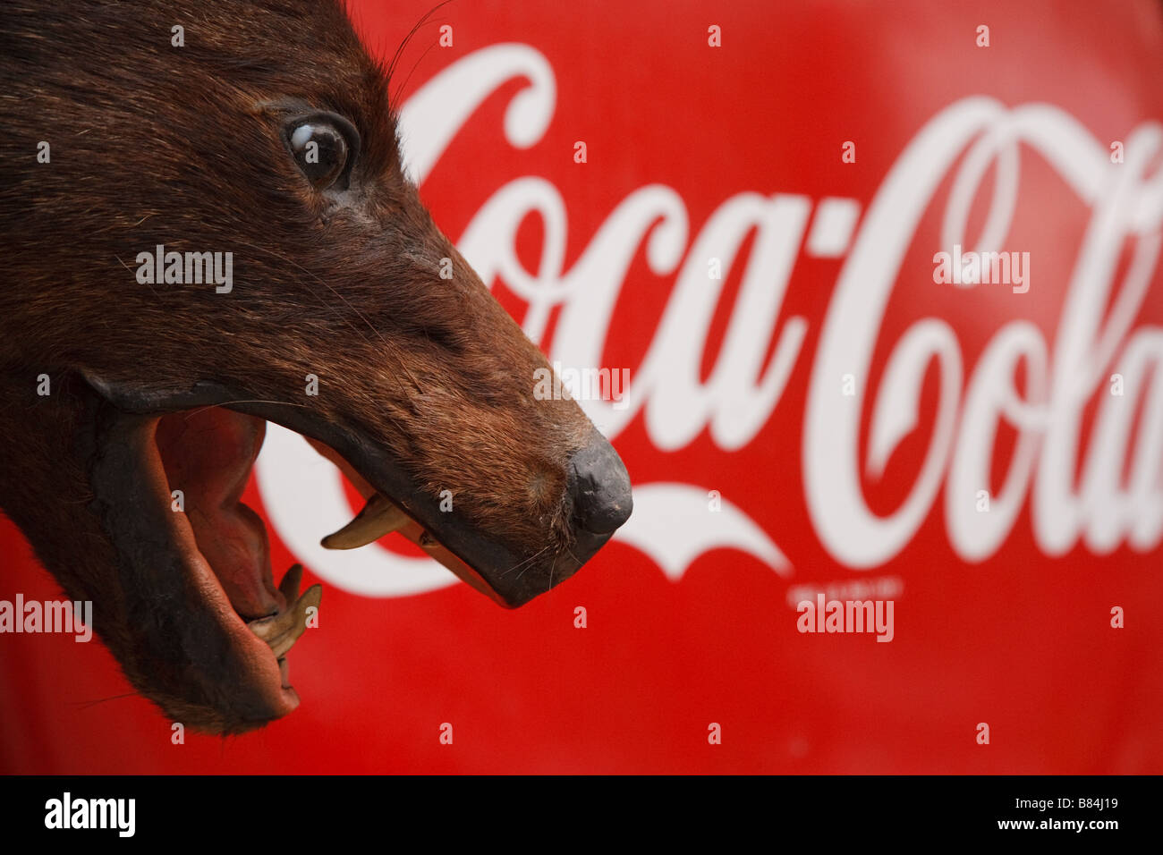 Snarling taxidermy stuffed wolverine head and Coca Cola sign at second ...