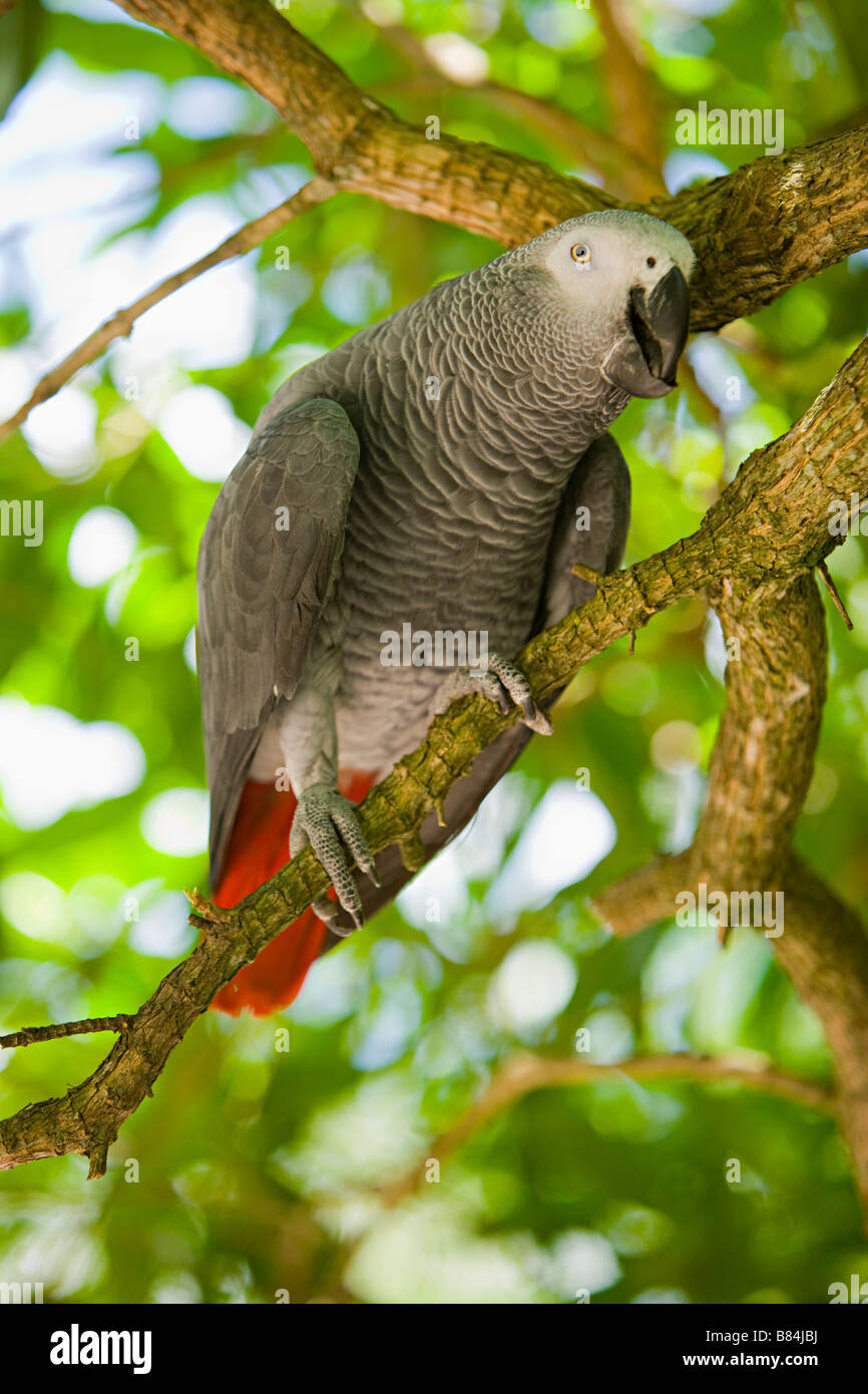 African grey parrot Stock Photo - Alamy