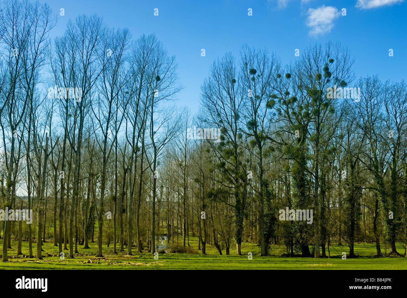 Poplar trees and france hi-res stock photography and images - Alamy
