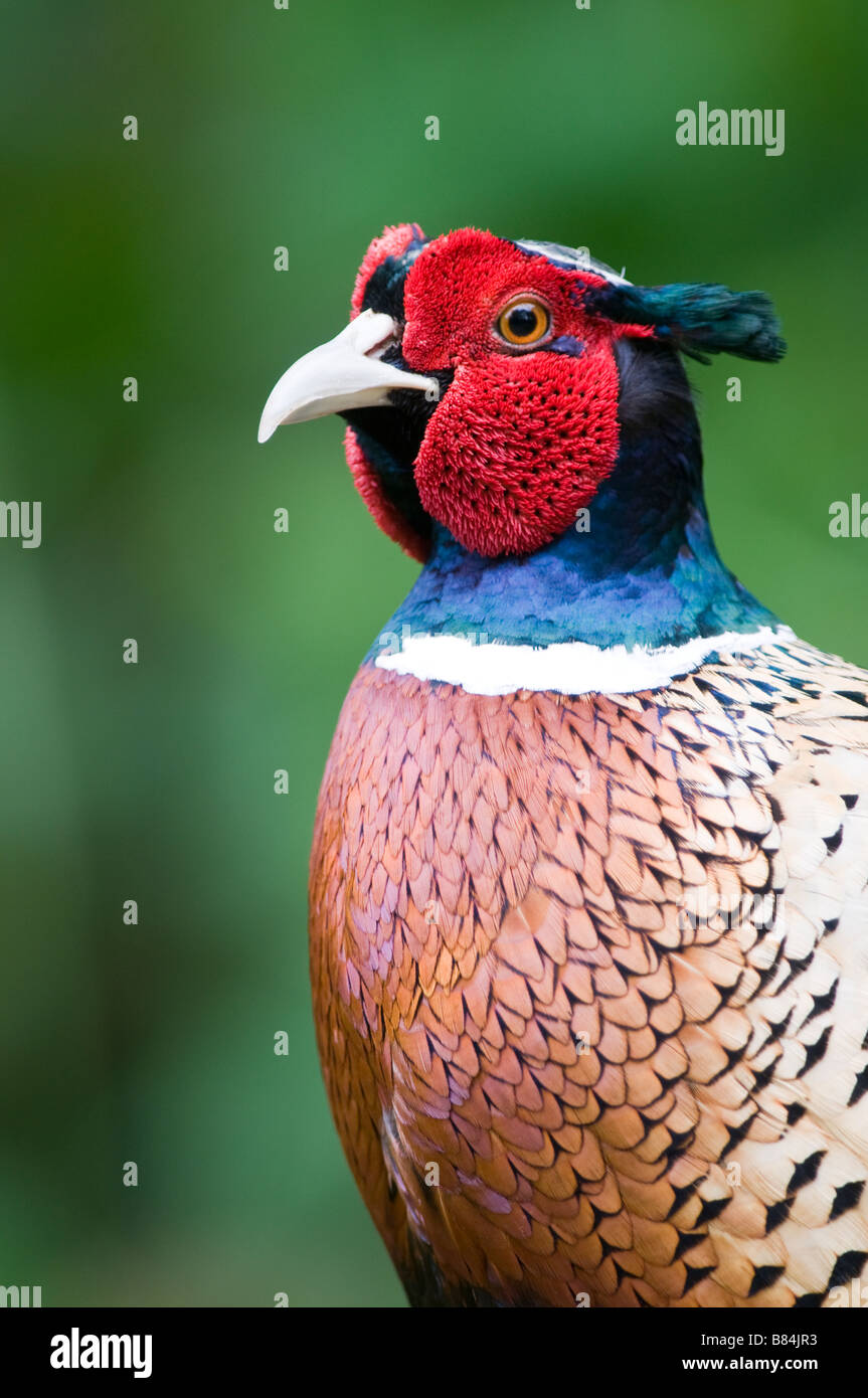 Crimson Pheasant High Resolution Stock Photography and Images - Alamy