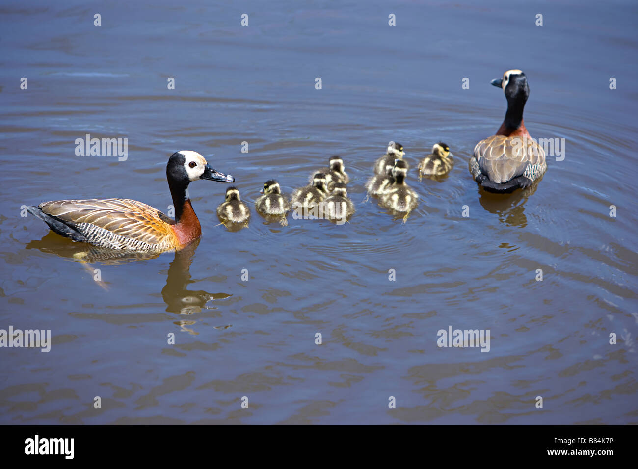 Duck protecting ducklings hi-res stock photography and images - Alamy