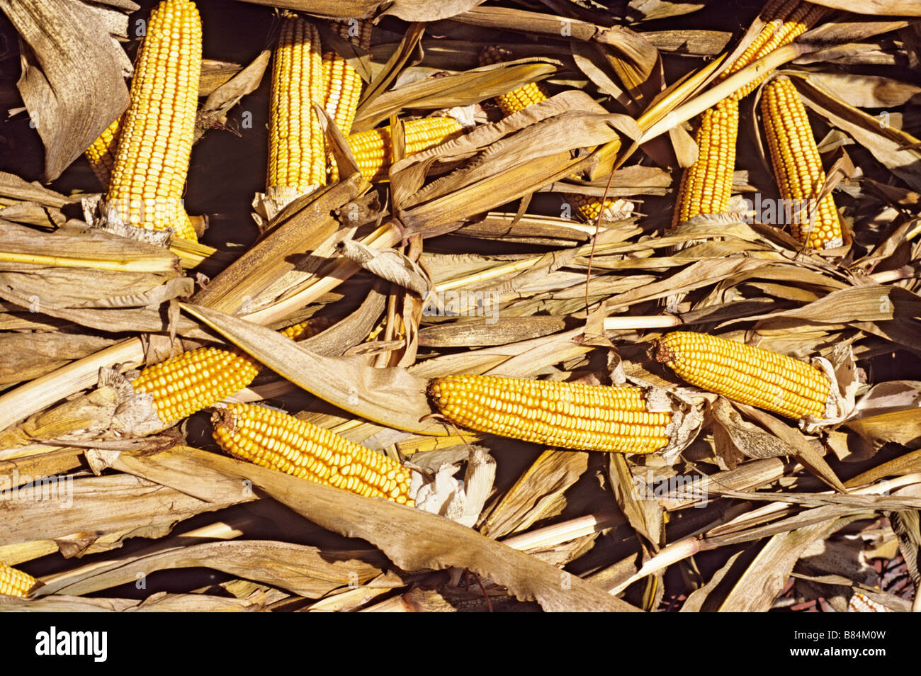 Dried ears of corn, with husks Stock Photo - Alamy