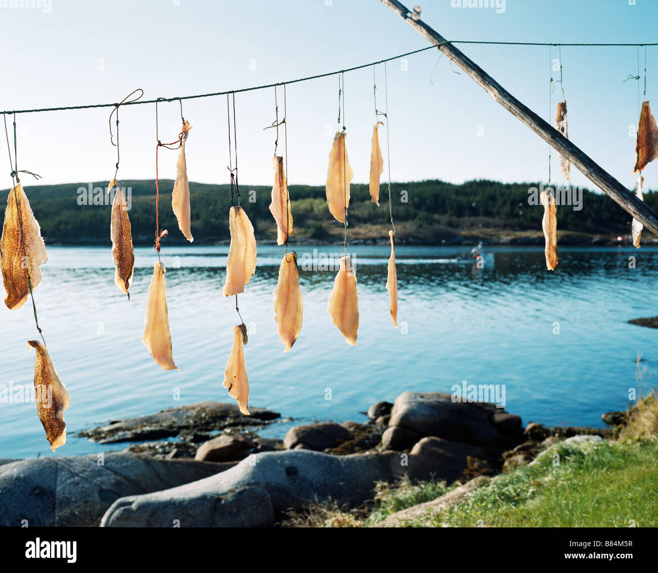 Cod fillets dry in the morning sun Stock Photo - Alamy