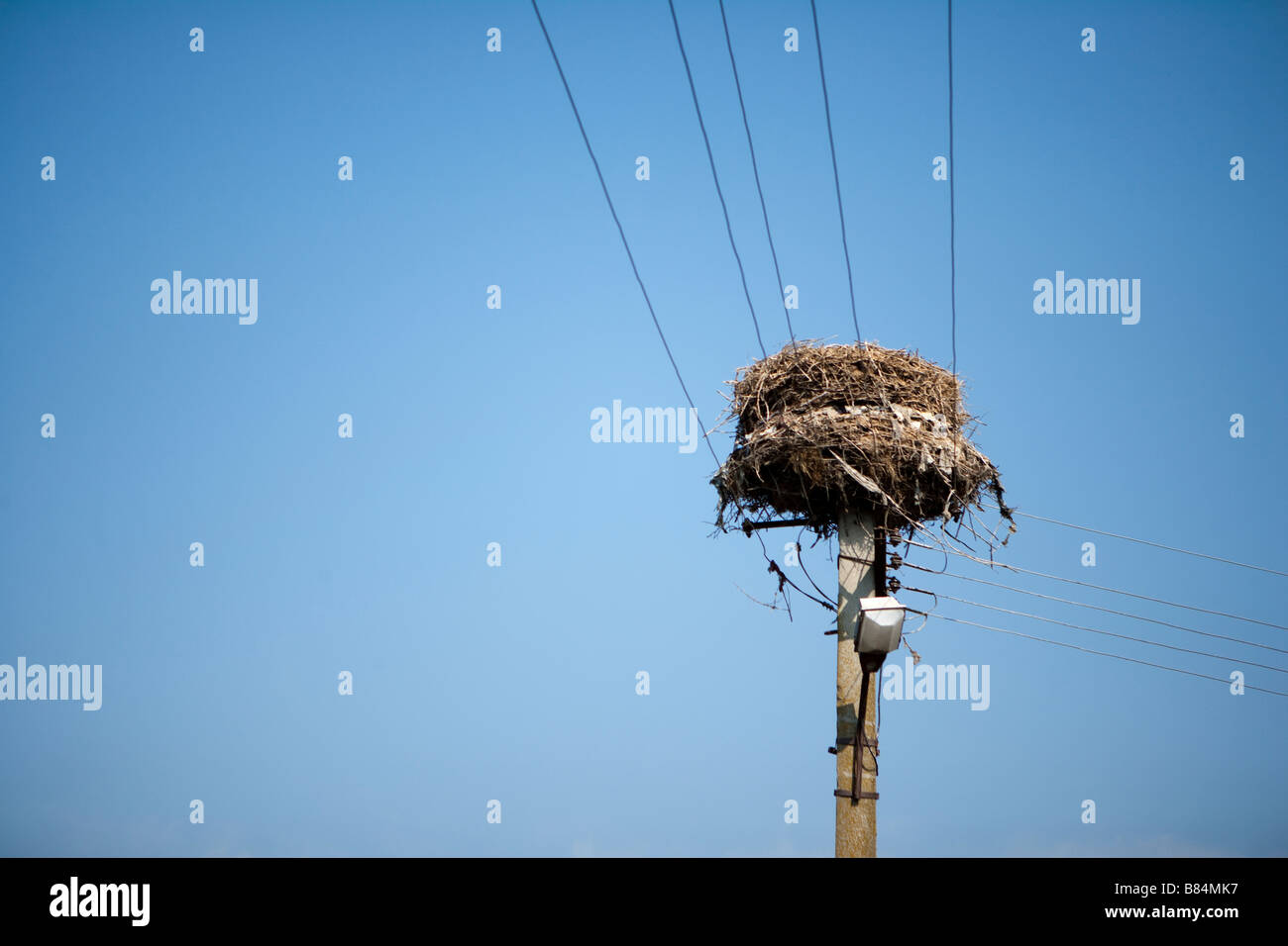 Round bird nest hi-res stock photography and images - Alamy
