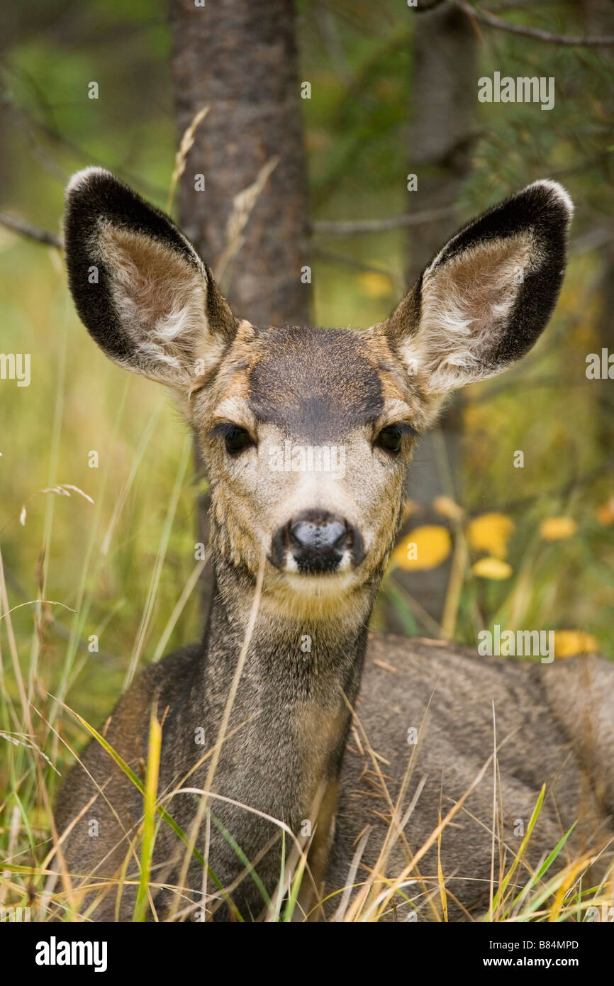 Mule deer jasper national park canada hi-res stock photography and ...