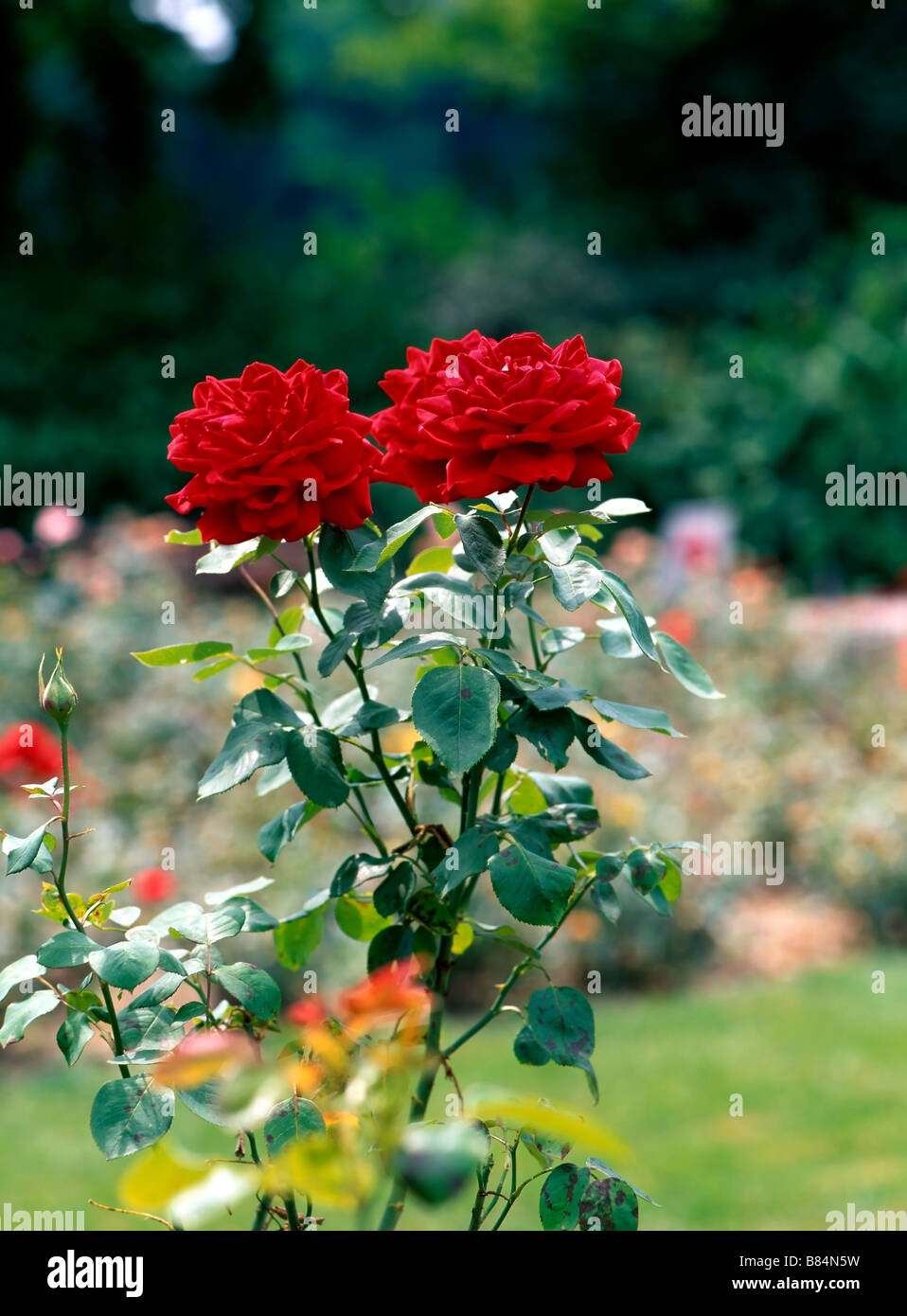 Burgundy Rose Bush Stock Photo - Alamy