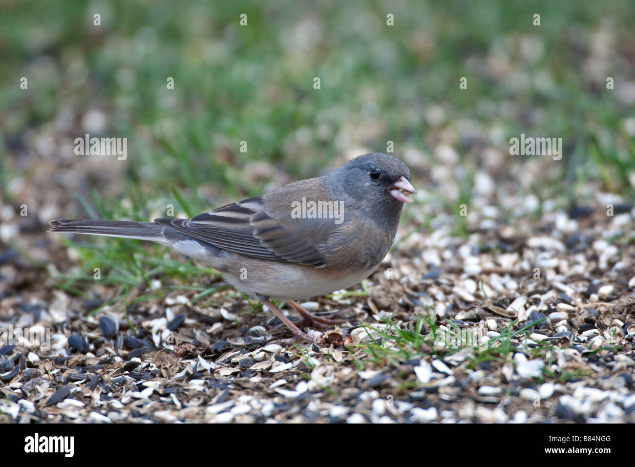 Dark Eyed Junco Feeding Hi Res Stock Photography And Images Alamy