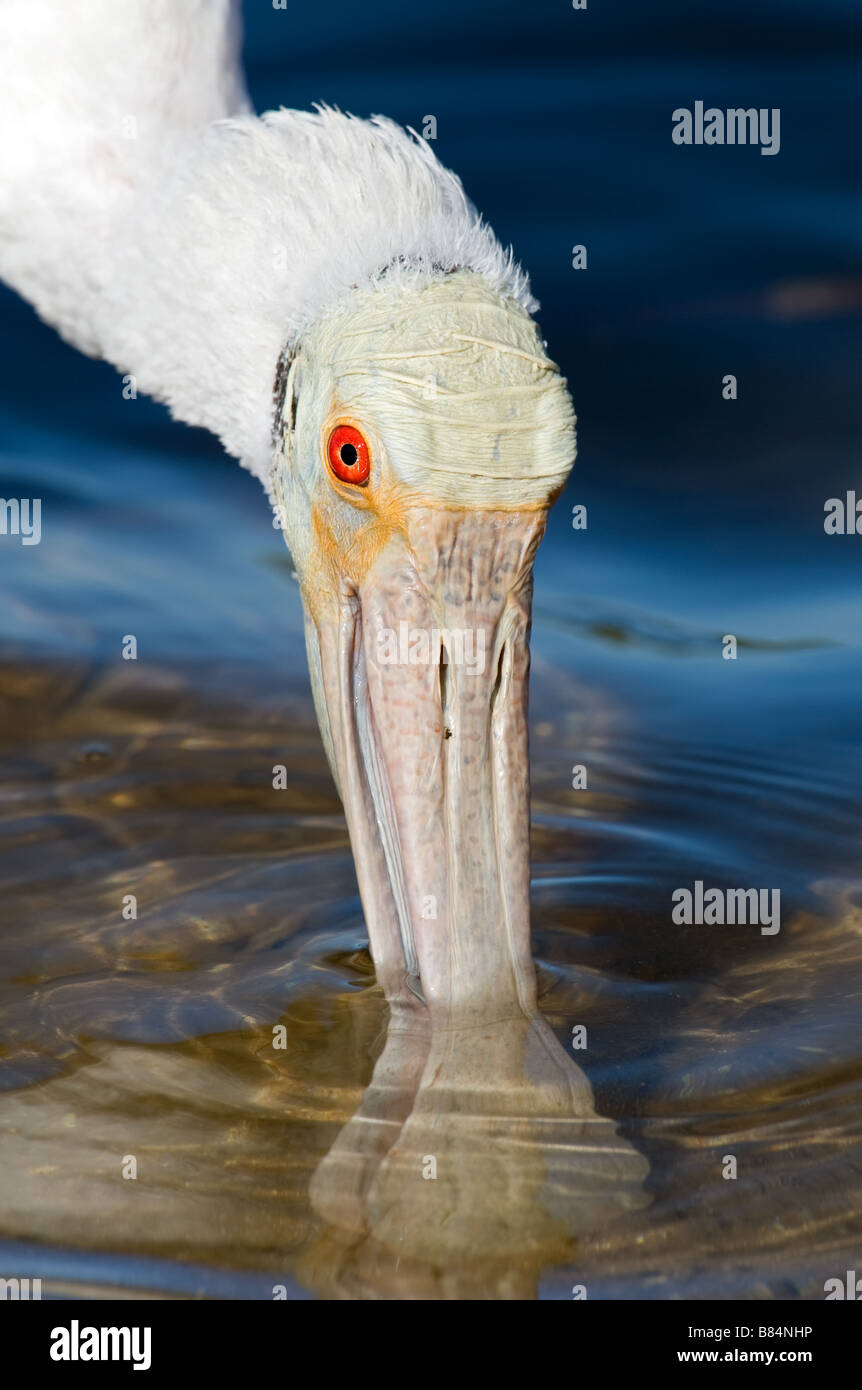 Roseate spoonbill ajaia ajaia red spoonbill hi-res stock photography ...