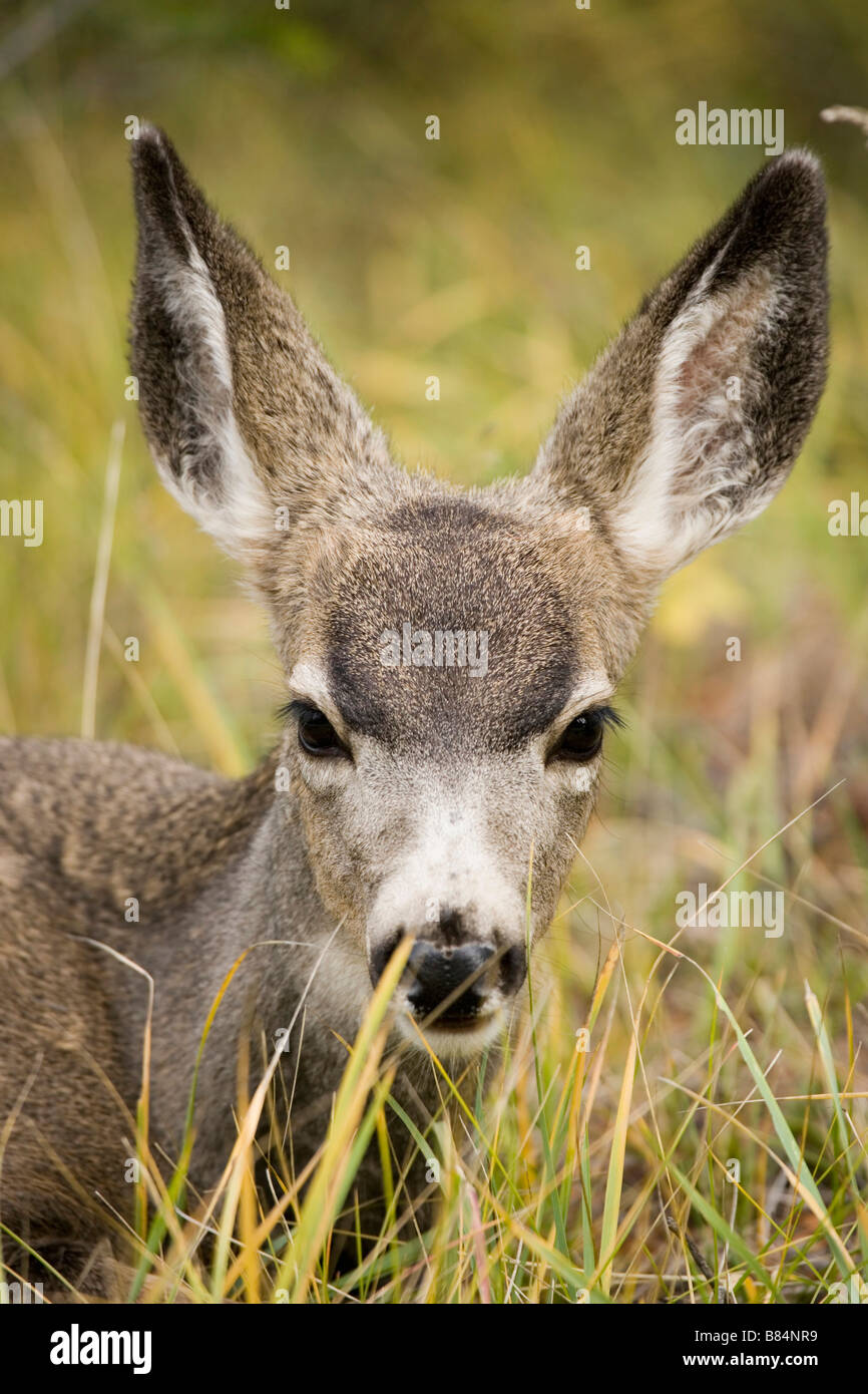 Mule deer near Maligne Lake, Jasper National Park, Alberta, Canada ...