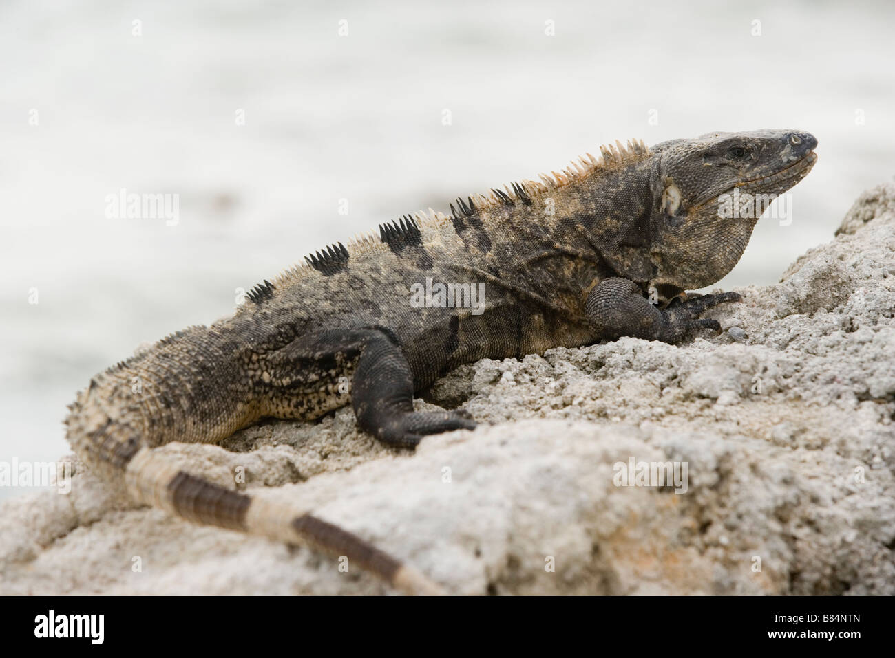 Green Iguana basking on rocks, Long Caye, Glover's Reef, Belize Stock ...