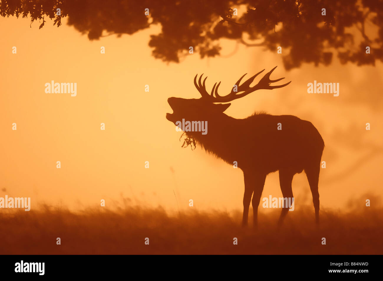 Elk damage hi-res stock photography and images - Alamy