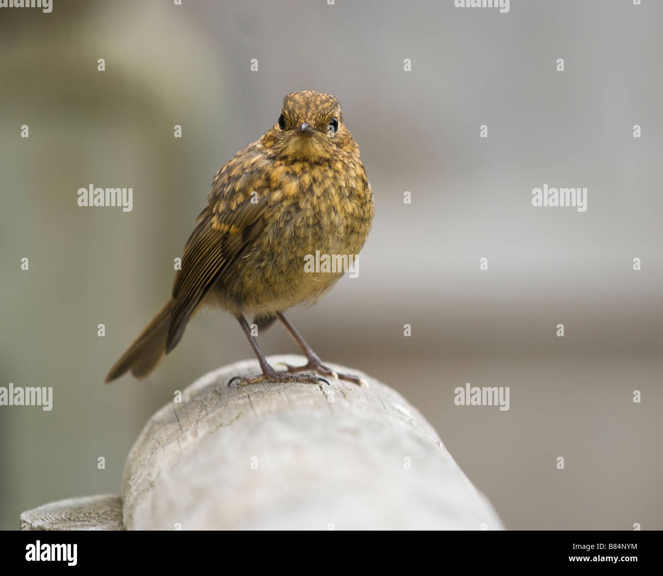 Young Robin Erithacus rubecula Hampshire England UK Stock Photo - Alamy
