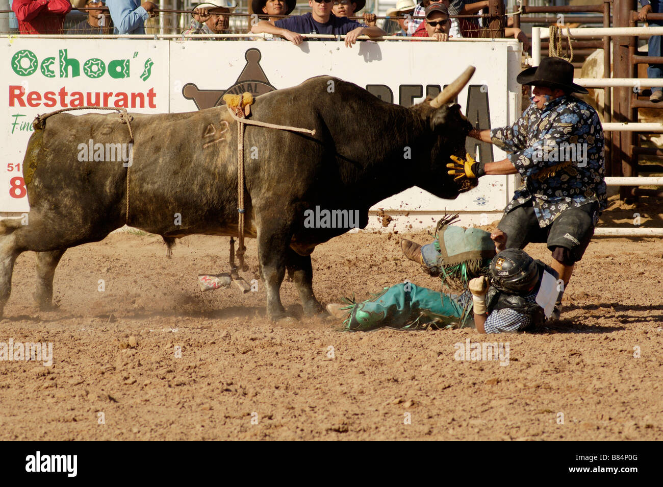 Brahma rodeo bulls hi-res stock photography and images - Alamy