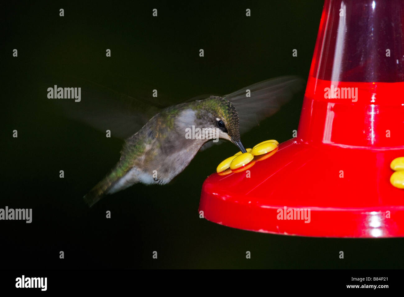 Ruby-throated Hummingbird nectaring at backyard feeder Stock Photo - Alamy