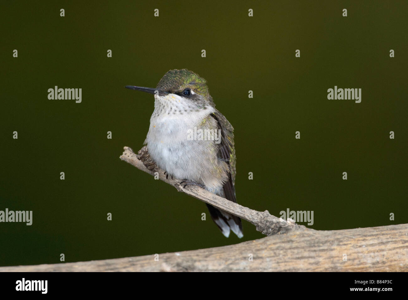 Midwest hummingbird hi-res stock photography and images - Alamy