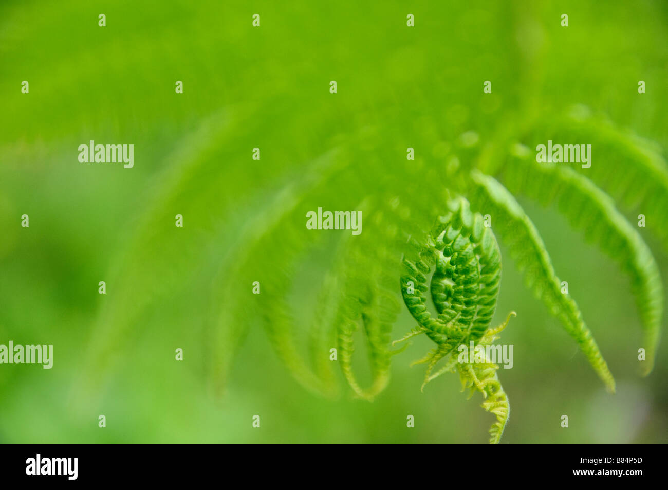 A fern growing in the Himalayan foothills of India Stock Photo - Alamy