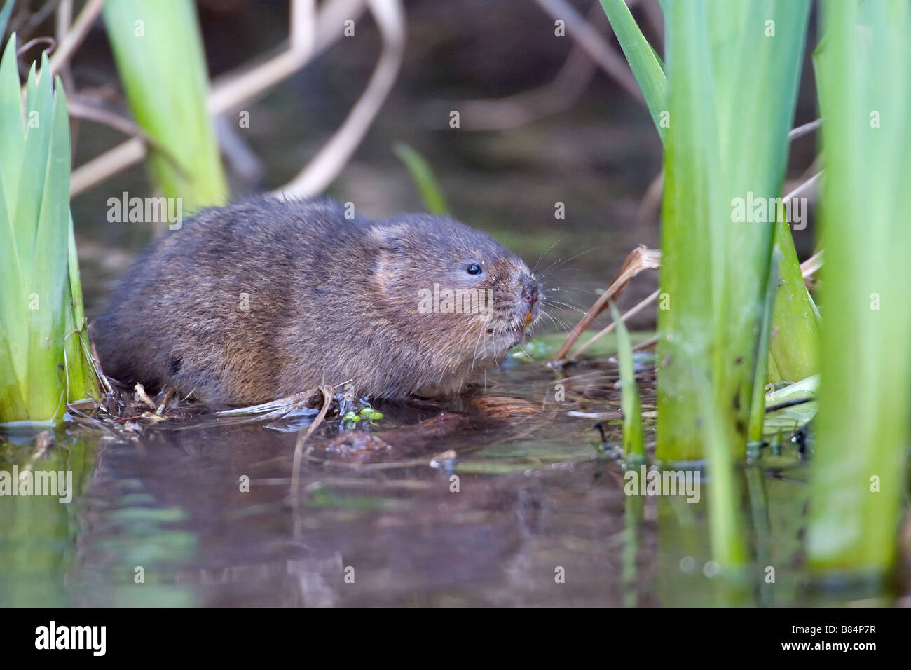 Bank vole eyes hi-res stock photography and images - Alamy