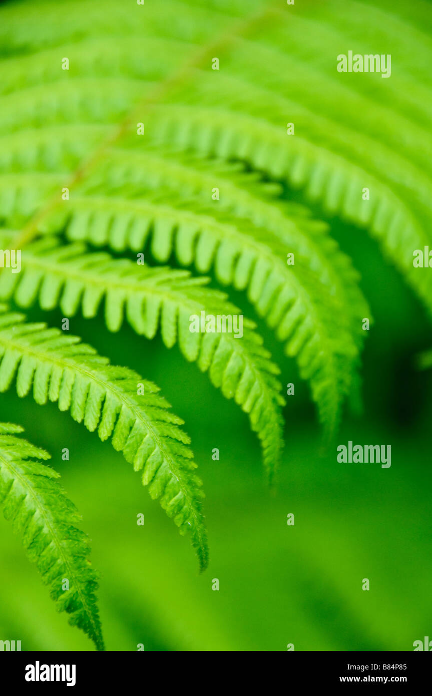 A fern growing in the Himalayan foothills of India Stock Photo - Alamy