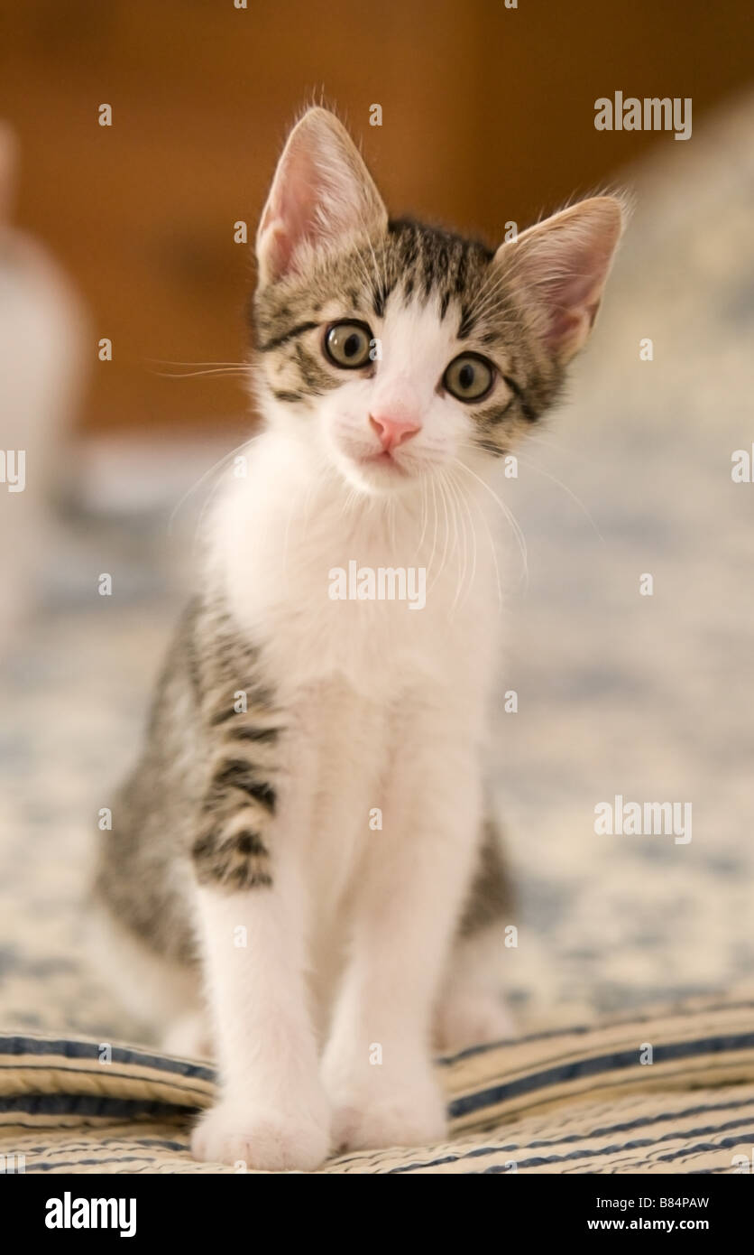 Innocent Kitten Looking at the Camera Stock Photo - Alamy