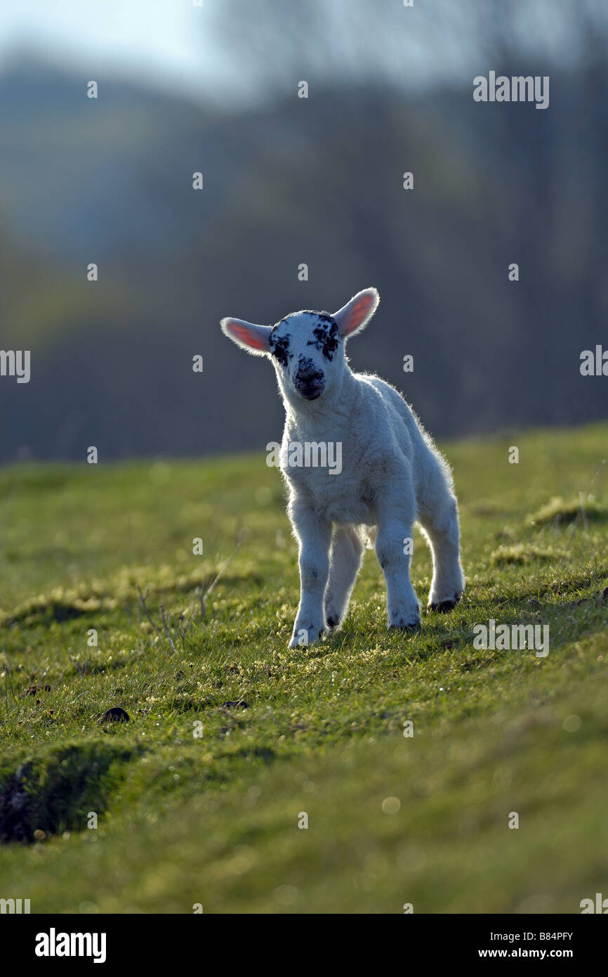 Cheviot lamb hi-res stock photography and images - Alamy