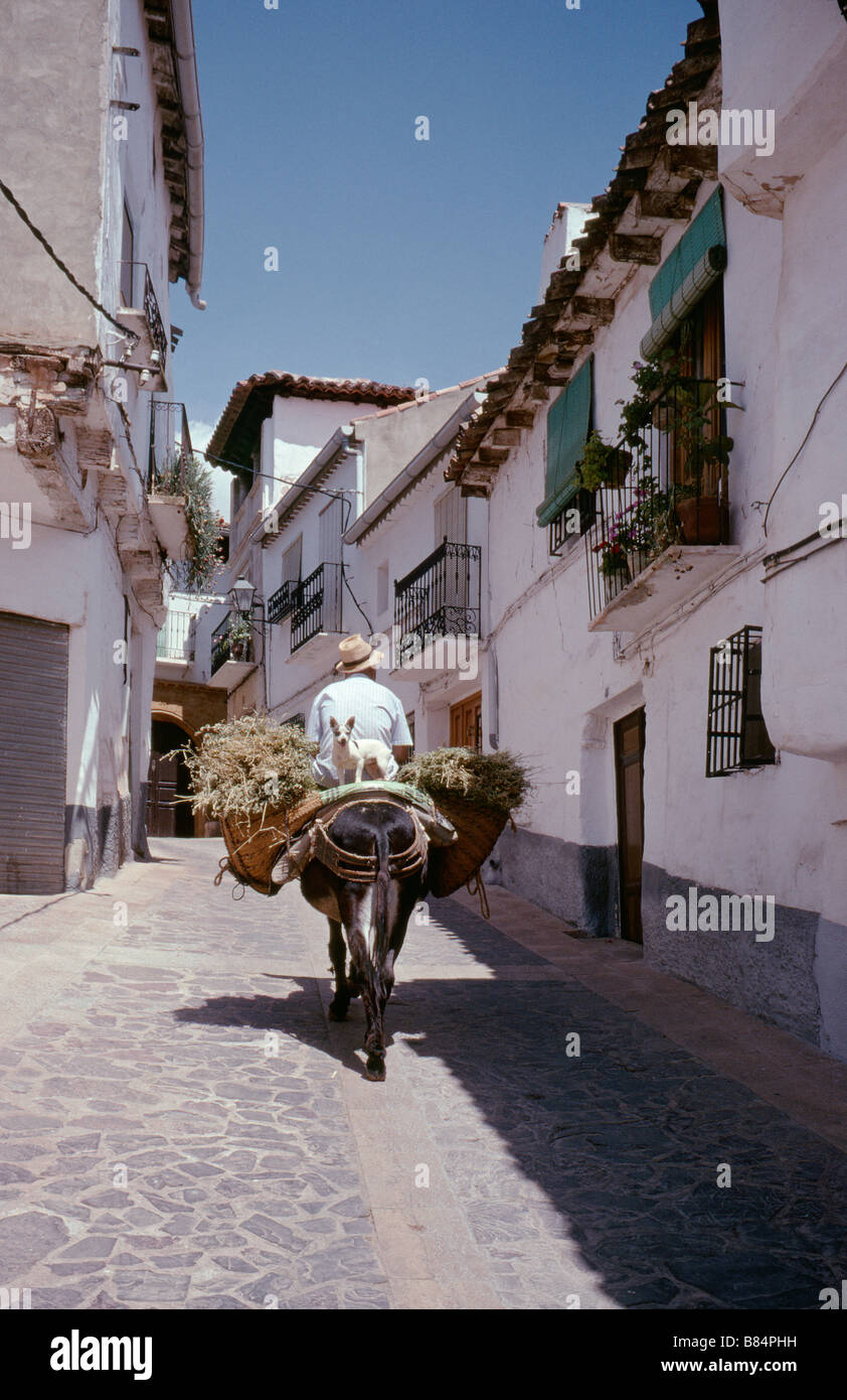 A man rides his mule loaded with fodder and his dog through a typical ...