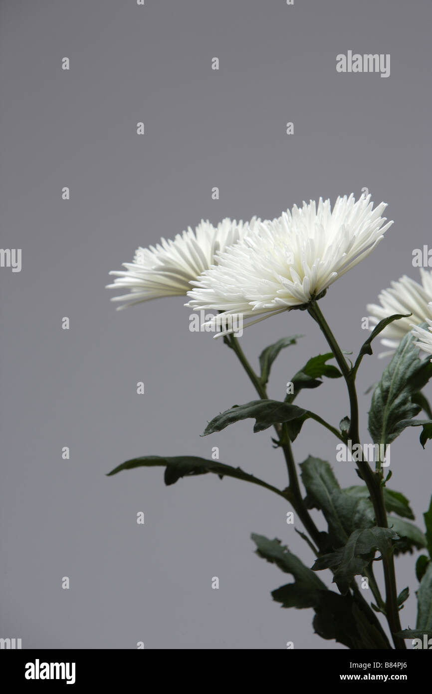 A bunch of white flowers shot in the studio Stock Photo - Alamy