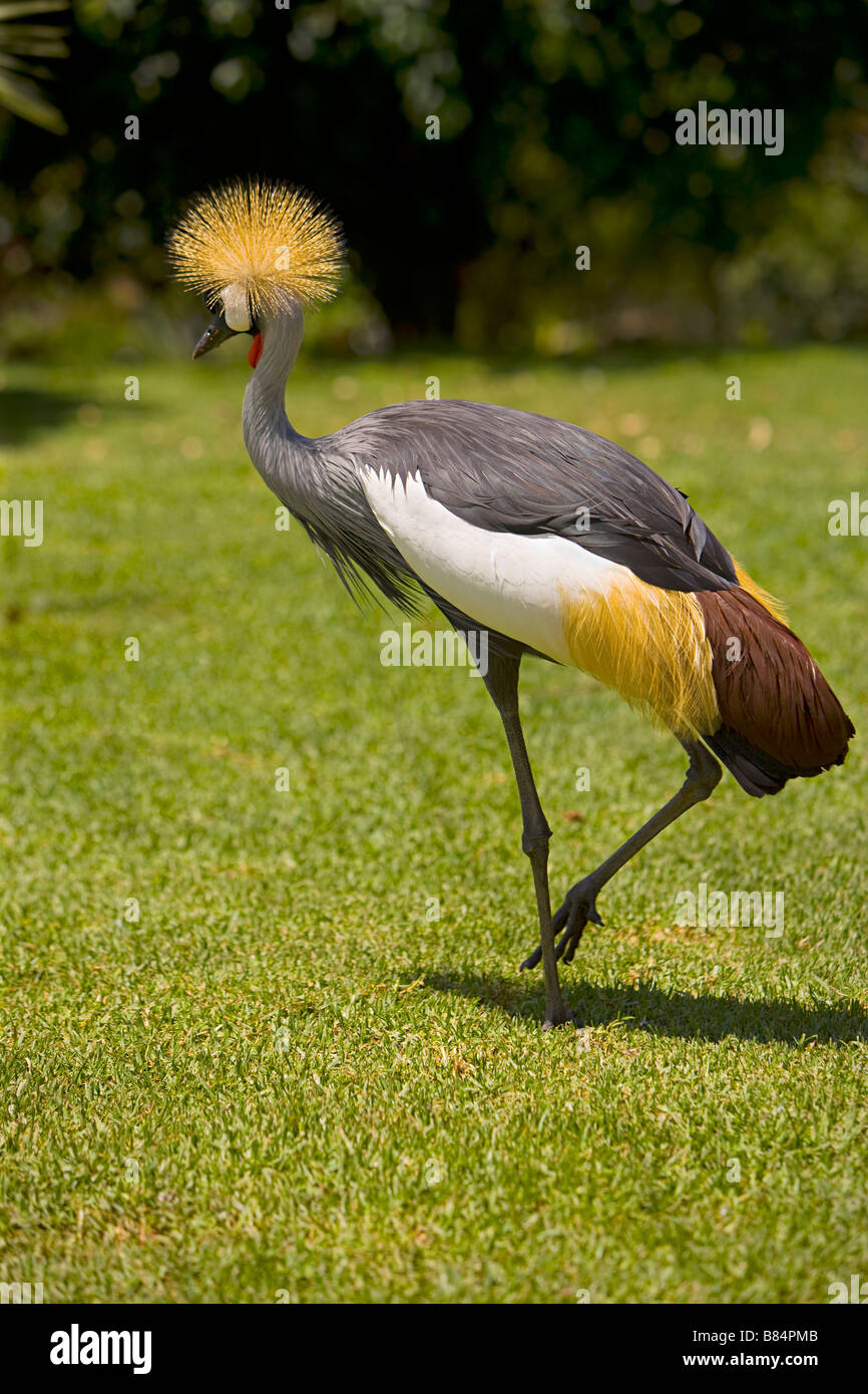 Golden crested crane hi-res stock photography and images - Alamy