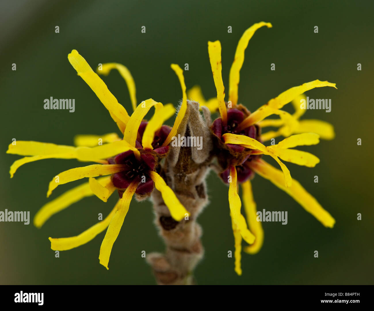 Witch hazel flower hi-res stock photography and images - Alamy