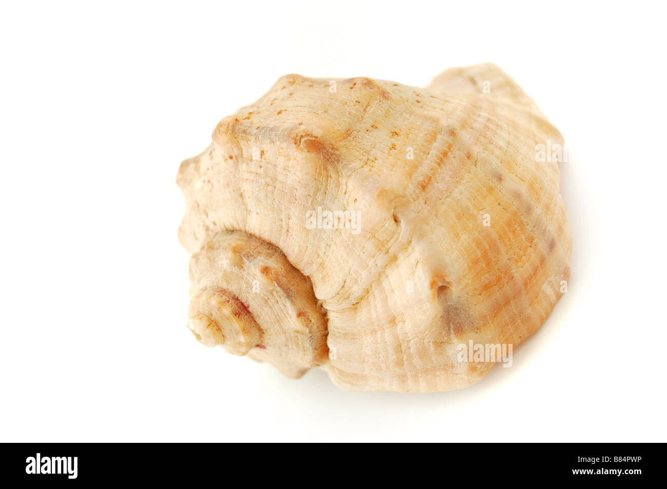 Seashell isolated on white background Stock Photo - Alamy