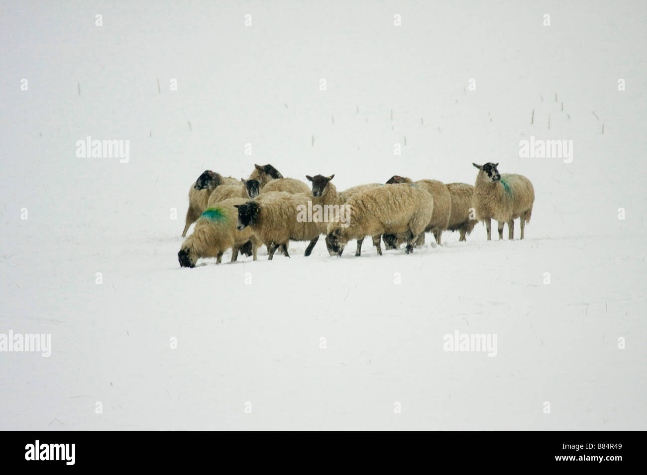 Sheep in snow storm hi-res stock photography and images - Alamy