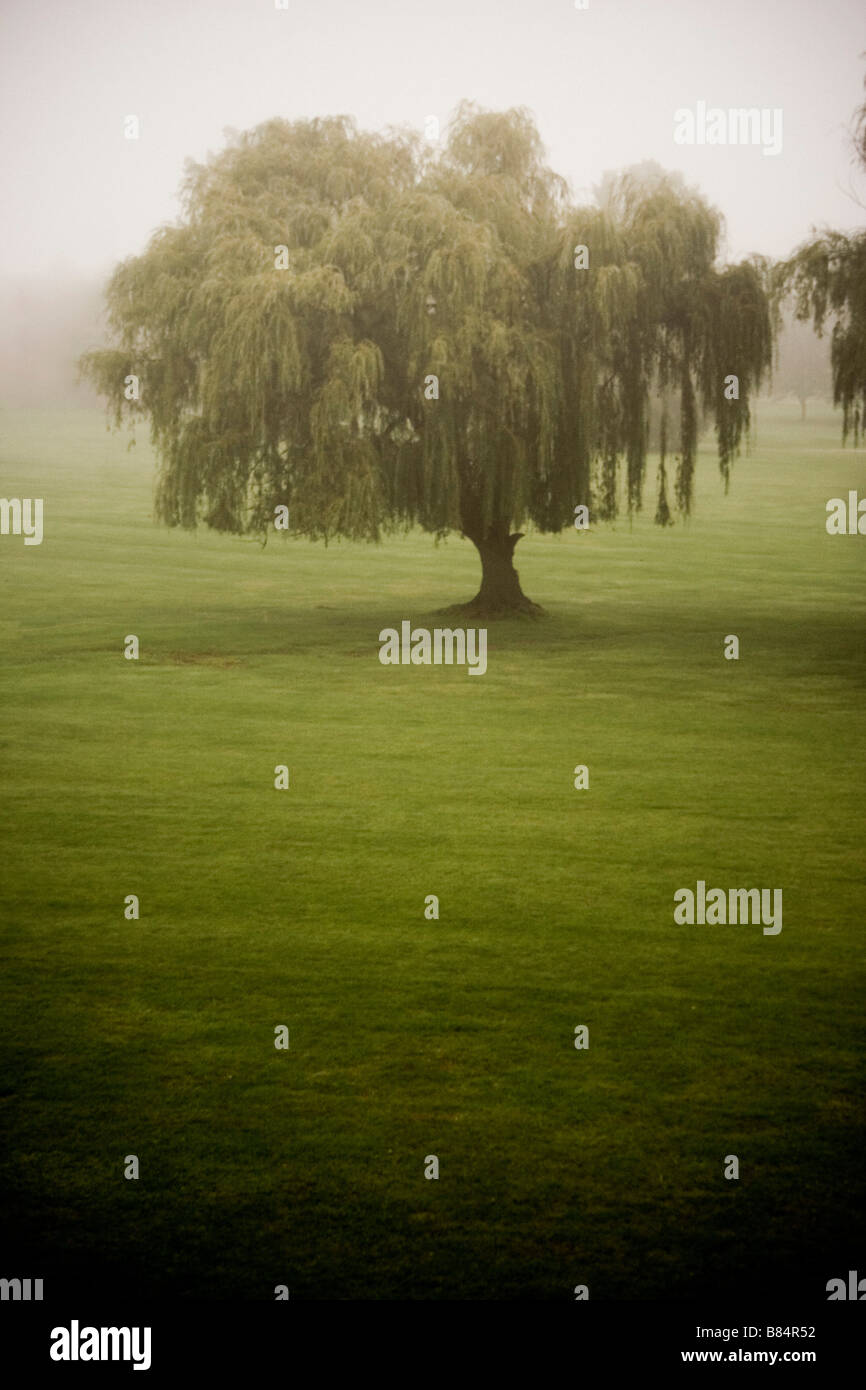 Weeping willow tree mist hi-res stock photography and images - Alamy