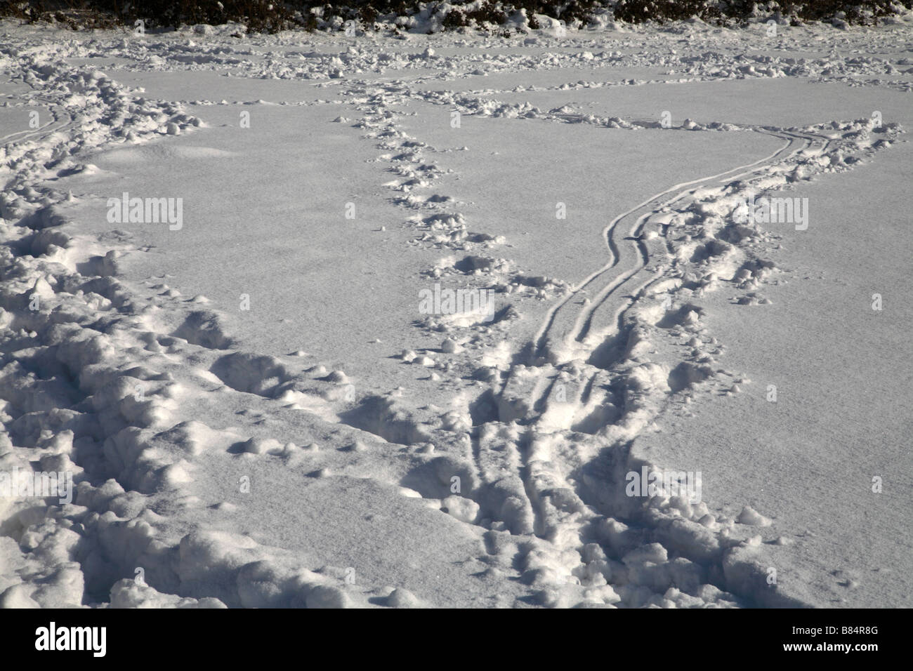 Footprints Tracks in the Snow Stock Photo - Alamy