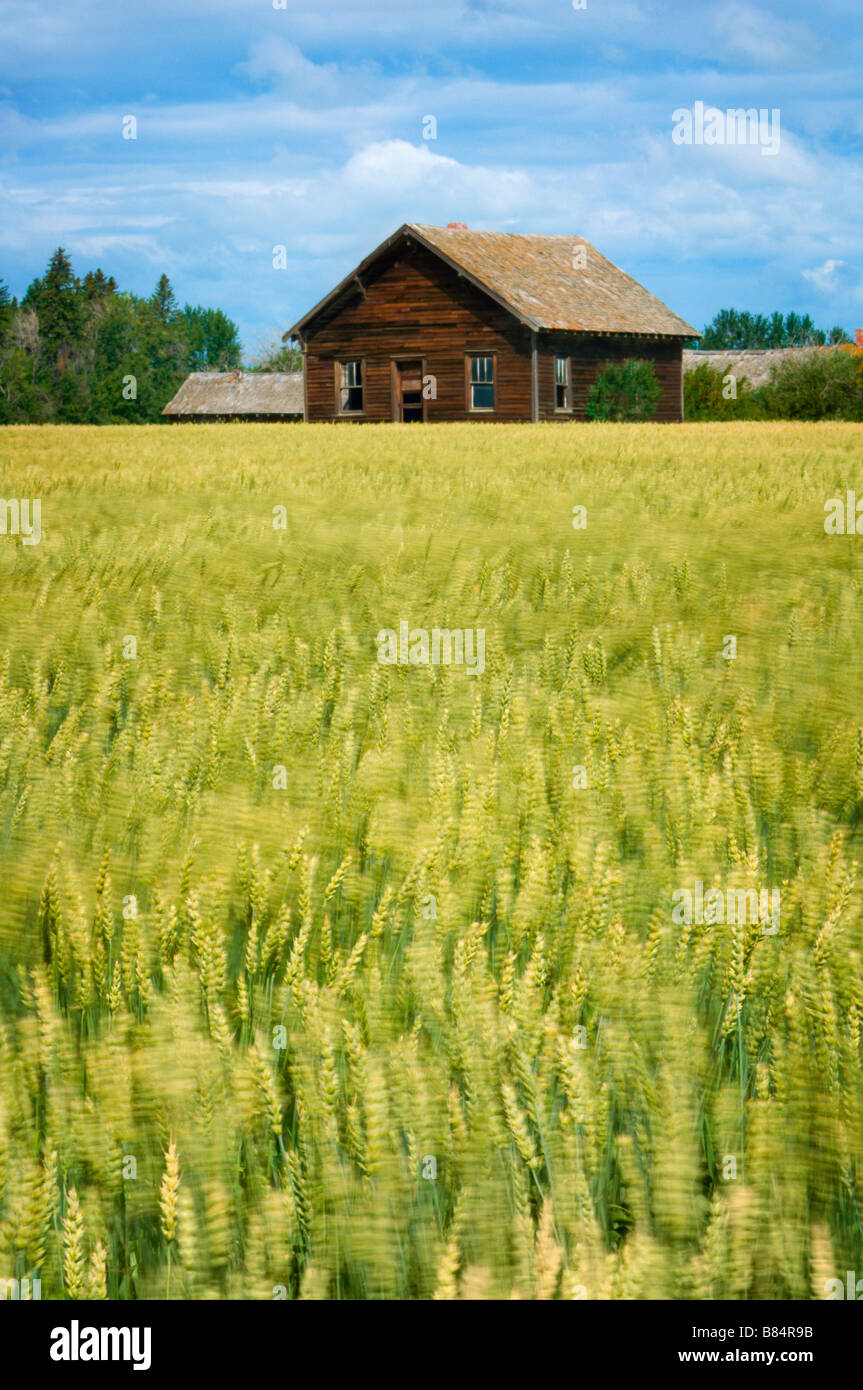 Farmhouse and Wheat field, Calmar, Alberta, Canada Stock Photo - Alamy