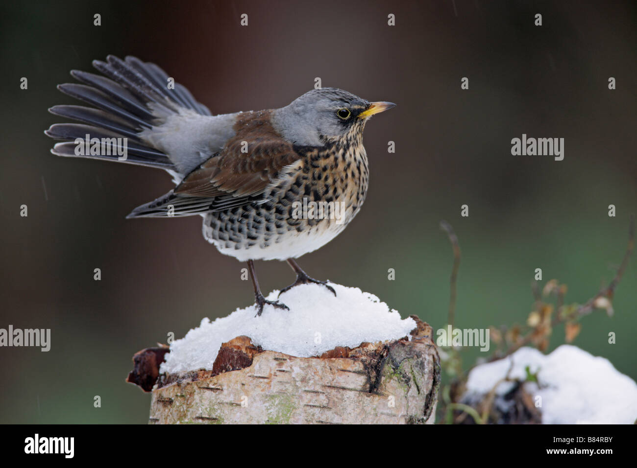 Fieldfare Turdus pilaris Potton Bedfordshire Stock Photo - Alamy