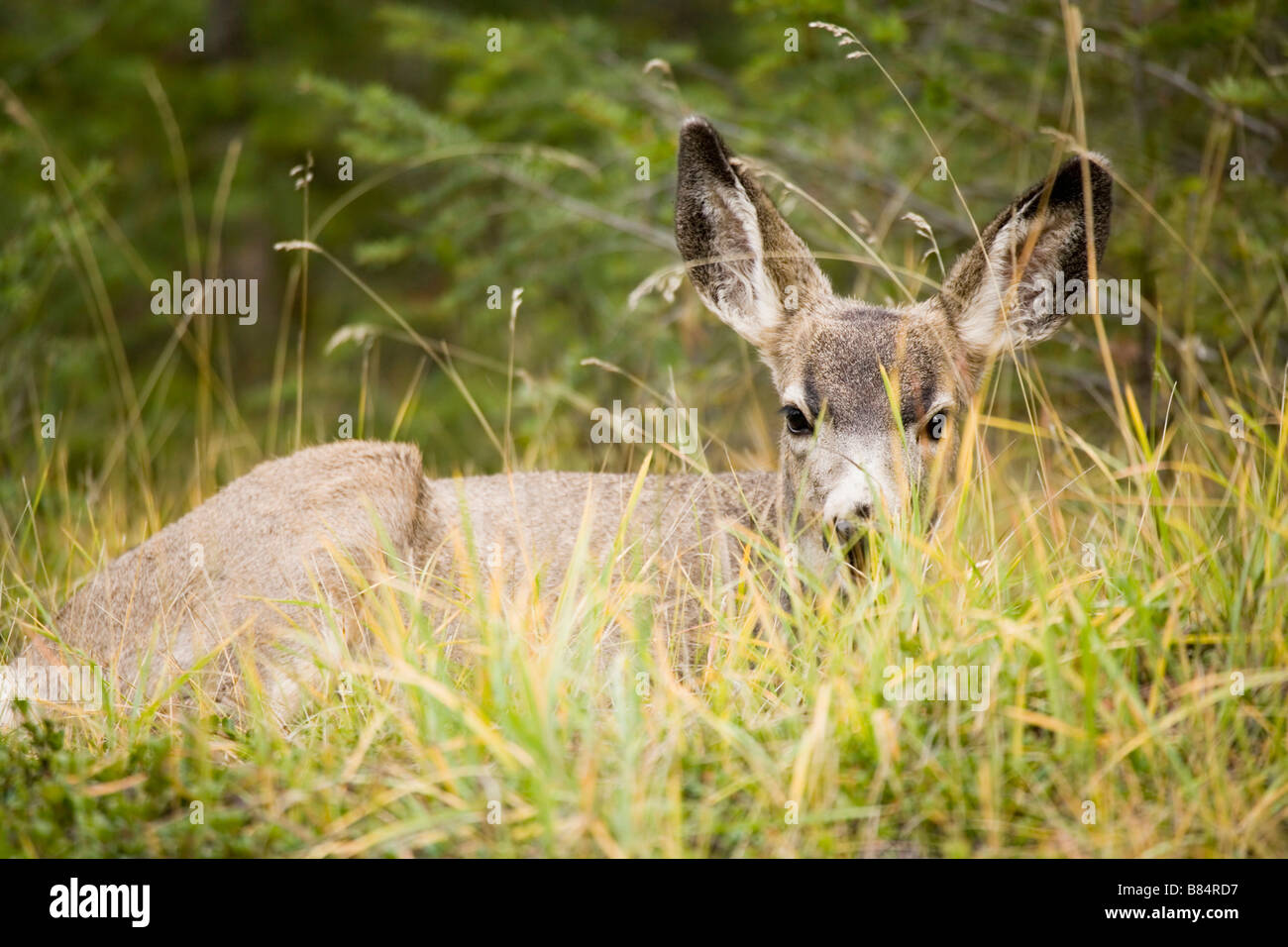 Mule deer jasper national park canada hi-res stock photography and ...