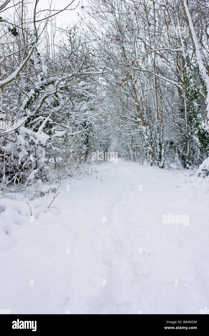 A snowy footpath through woods Stock Photo - Alamy
