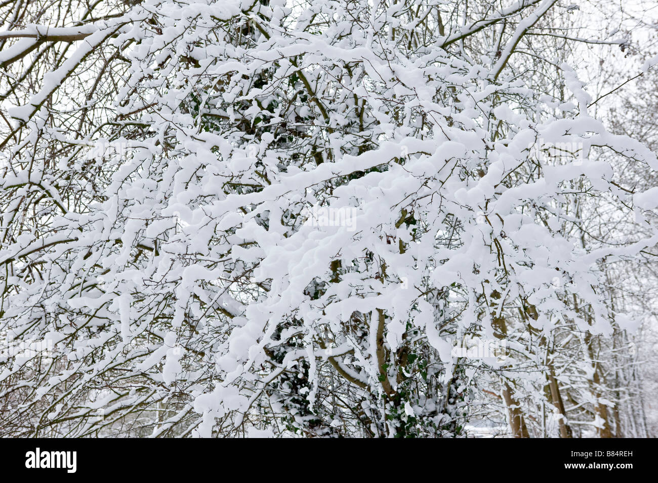 Snow covered trees in Surrey Stock Photo - Alamy