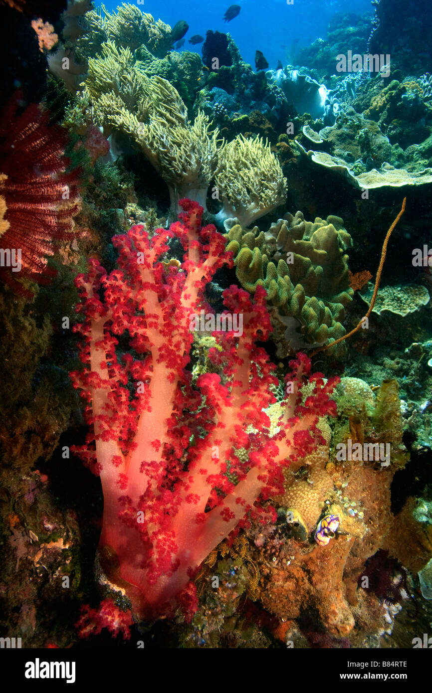 Corals in indonesia hi-res stock photography and images - Alamy